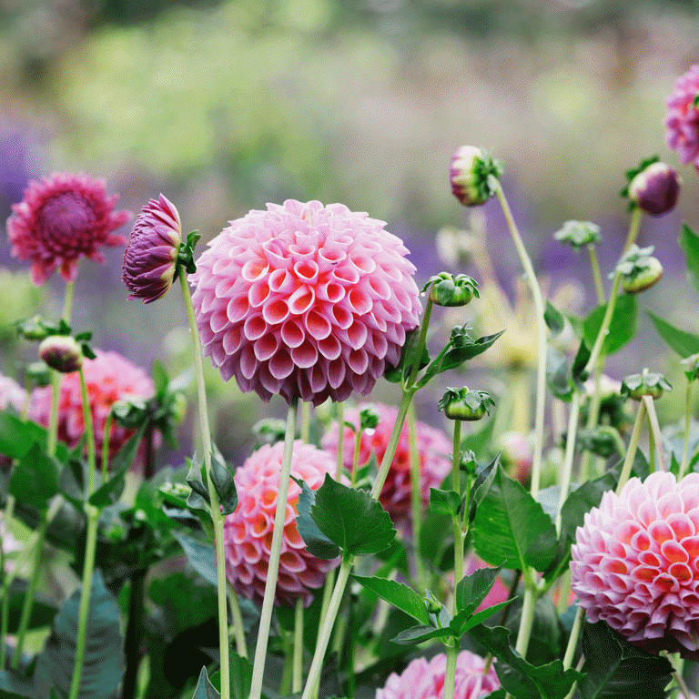 If you don't plant your dahlias this deep, you could end up with floppy ...