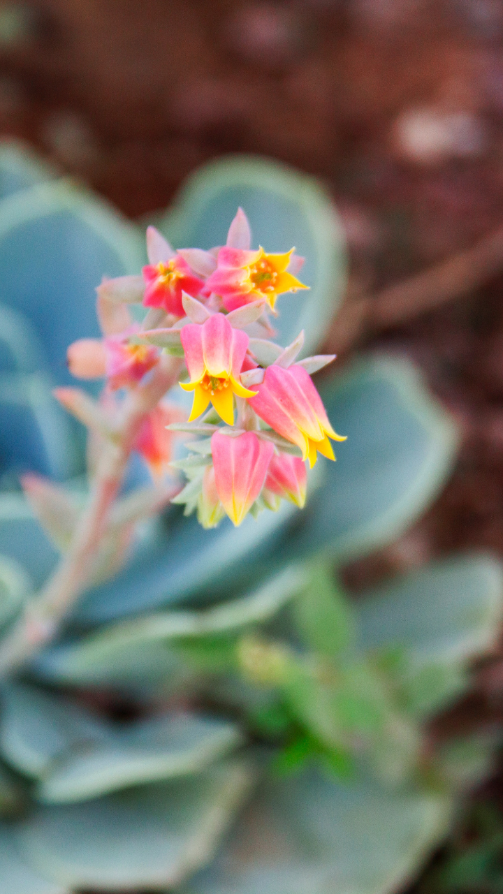 10 beautiful succulents that will look perfect in the balcony garden