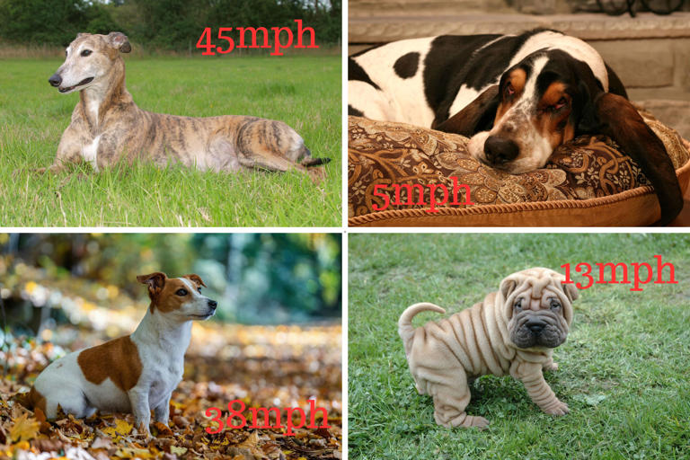 Dog Speeds 2025: Here are the 20 fastest and slowest breeds of adorable ...