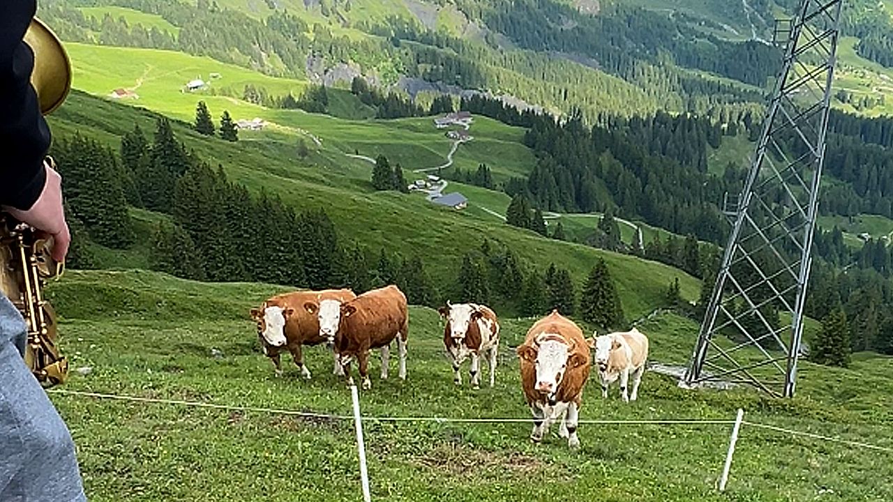 Cows entranced by man playing saxophone
