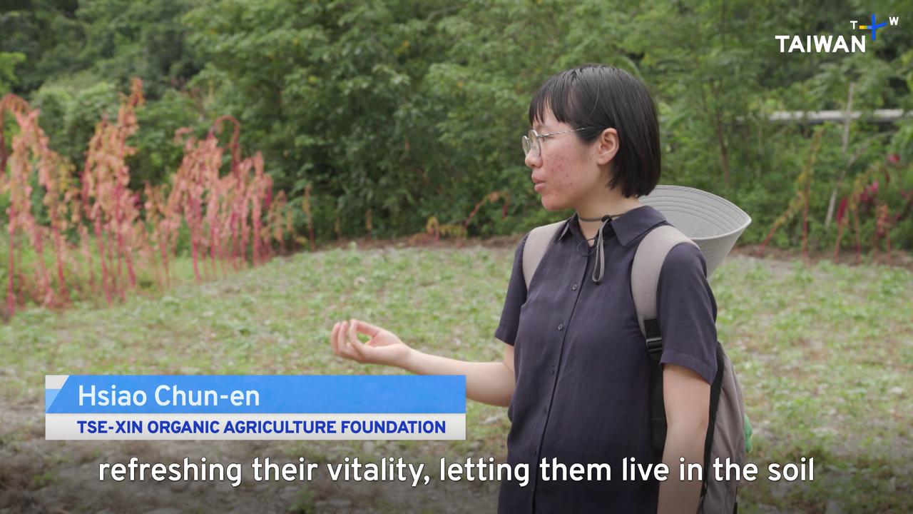 Hualien's Bunun Communities Preserve Rare Beans Through Home Gardening