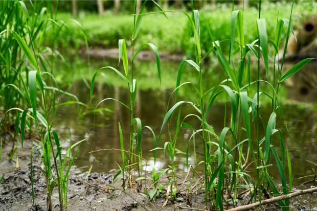Festival to celebrate hidden history of Watford's River Colne