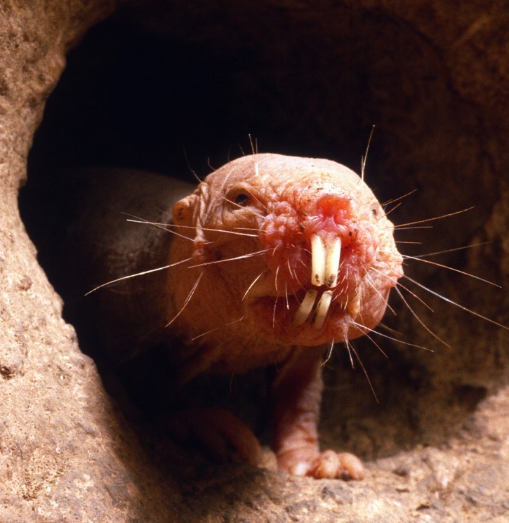 Ageing gracefully: the world’s longest-living creatures revealed