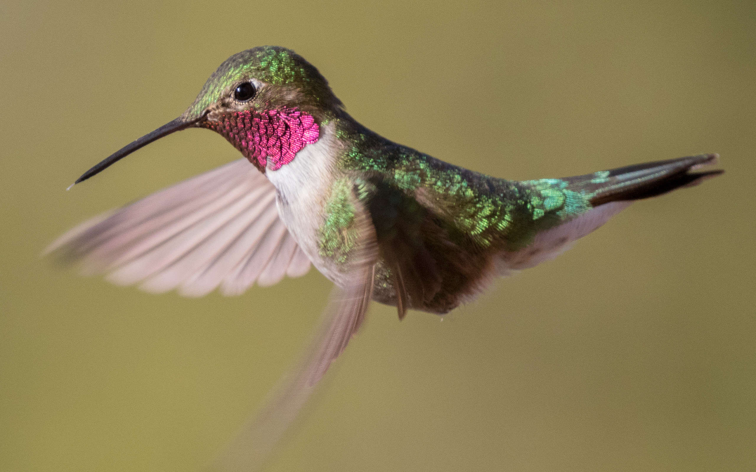 Drunk Birds? How Ethanol From Fermented Fruit Affects Wildlife