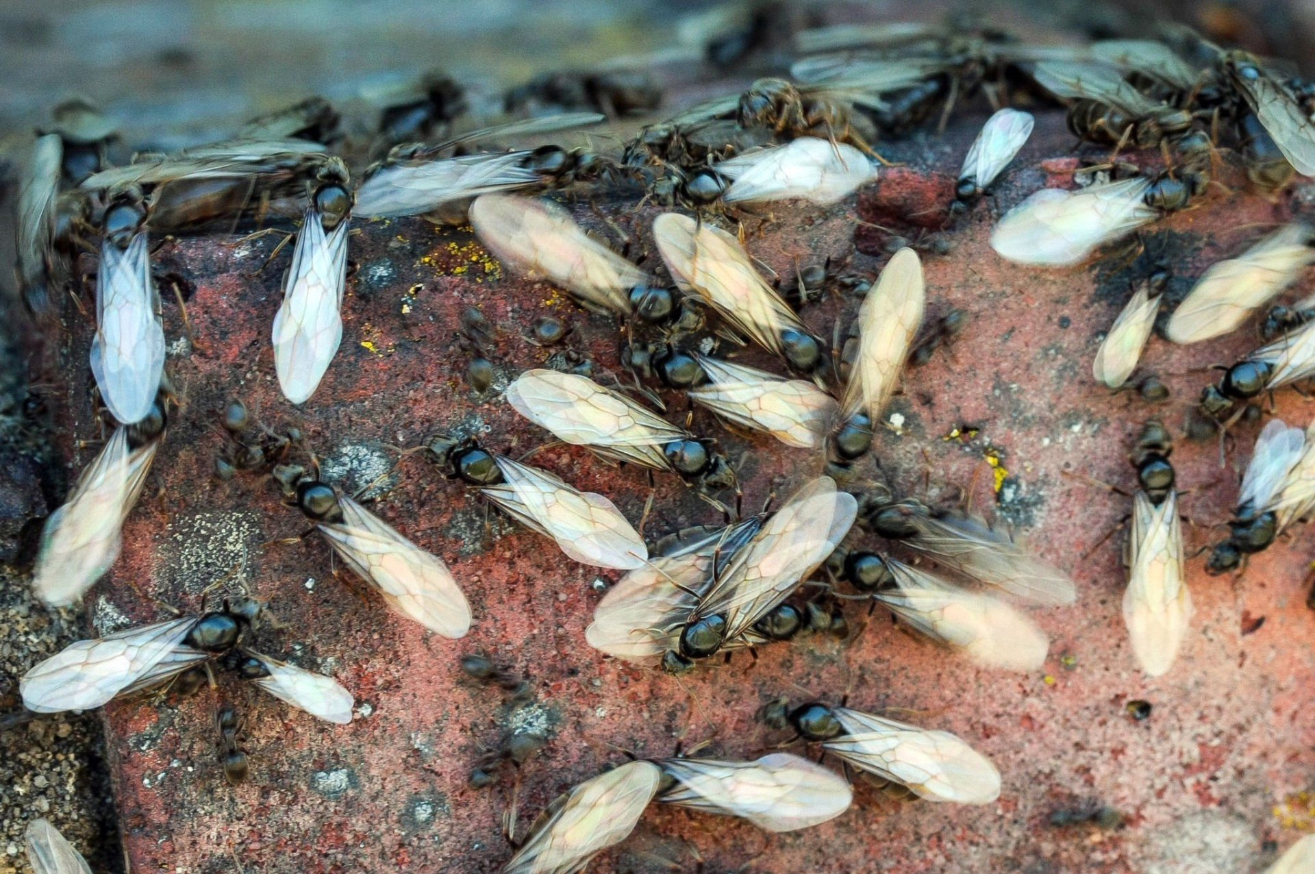 Flying ants already swarming with seagulls feasting