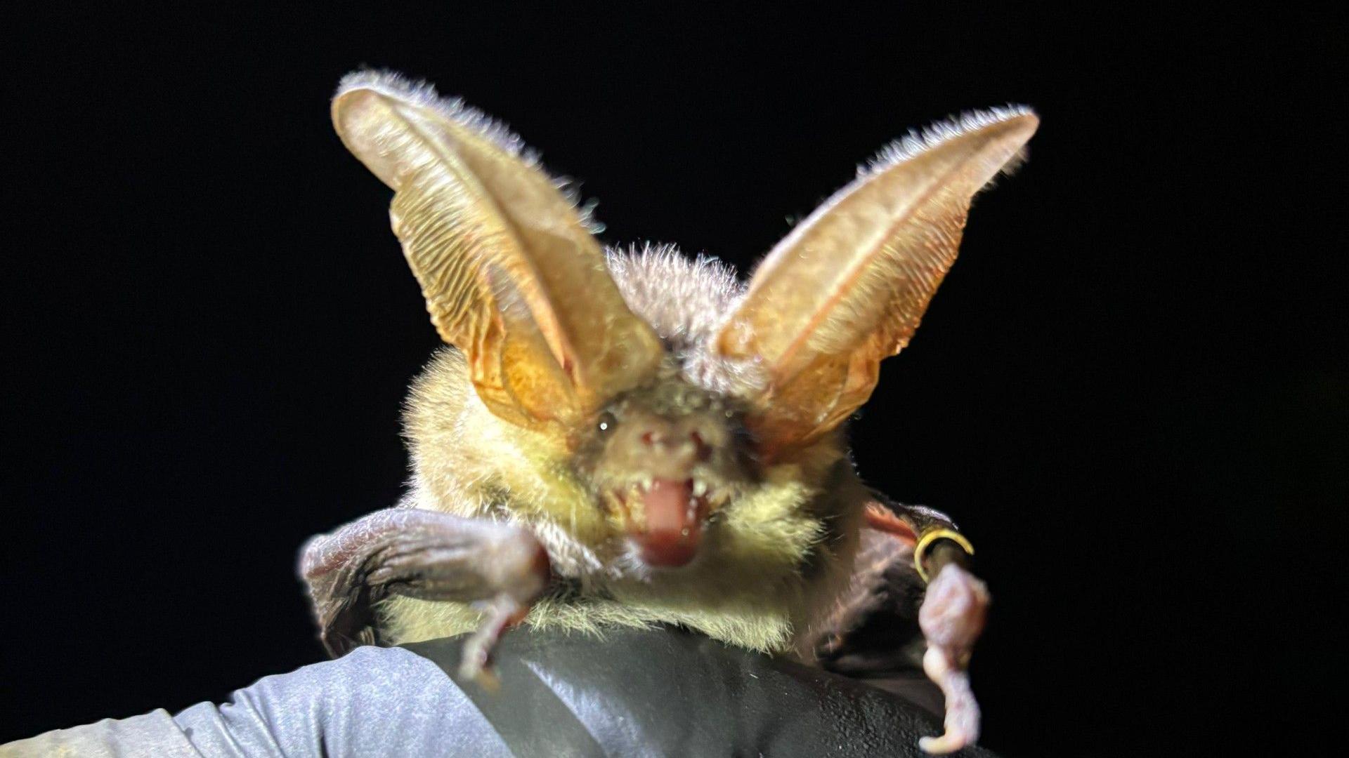 Rare bat discovery at Seaton Wetlands