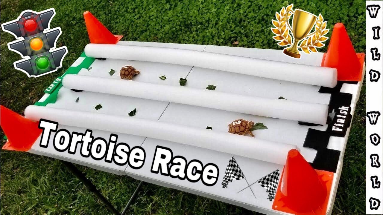DIY Tortoise Racing Track – Let the Slow Race Begin!