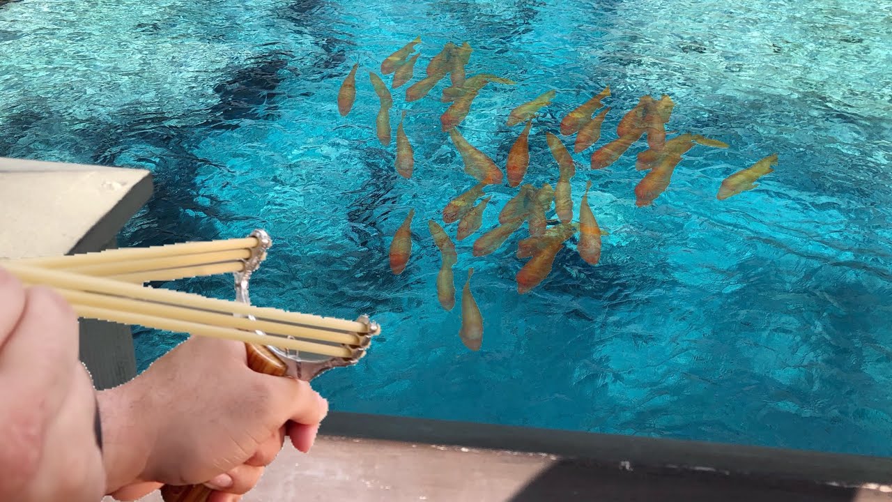 The wild slingshot technique that turned tiny fish into moving targets