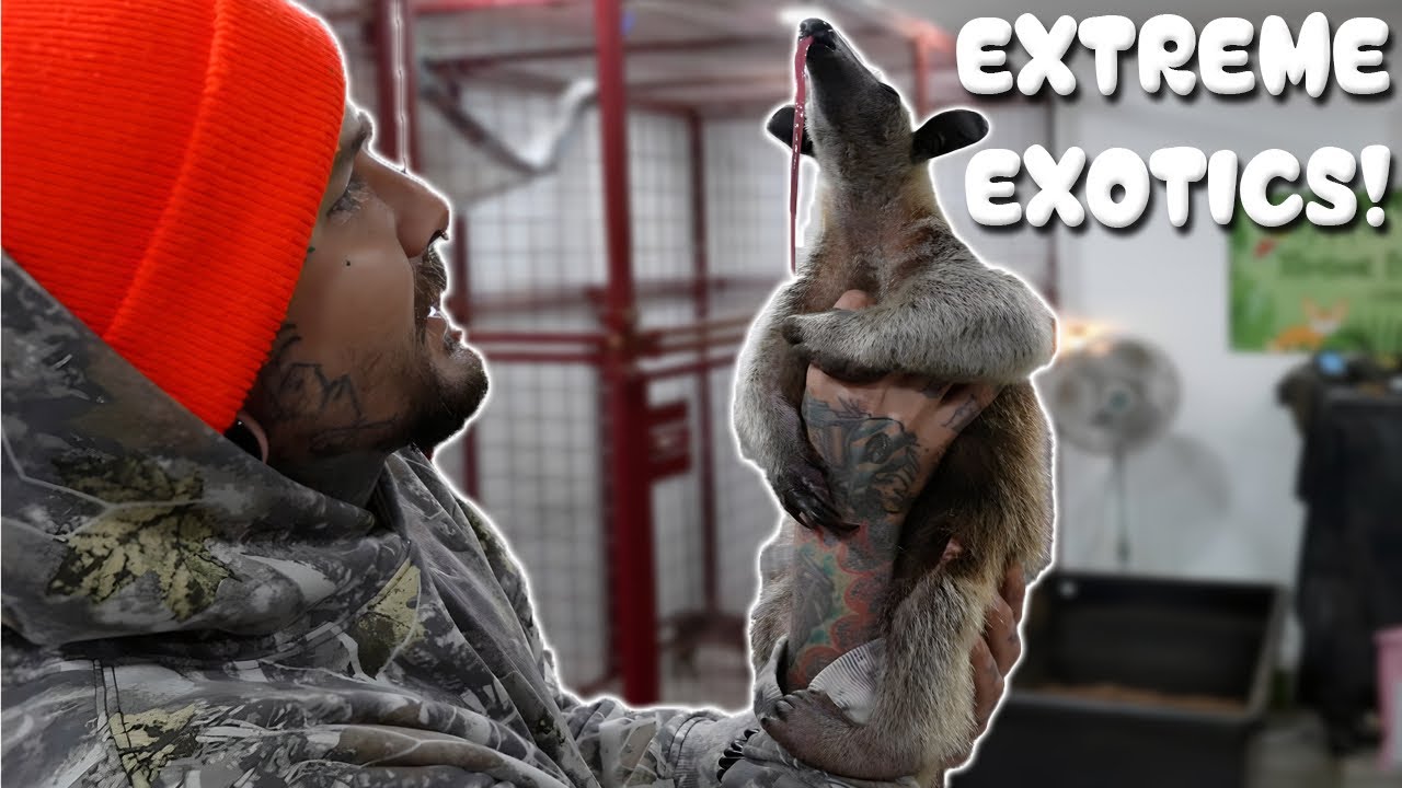 Morning at the Zoo! Waking Up with the Animals | @XEWFZOO