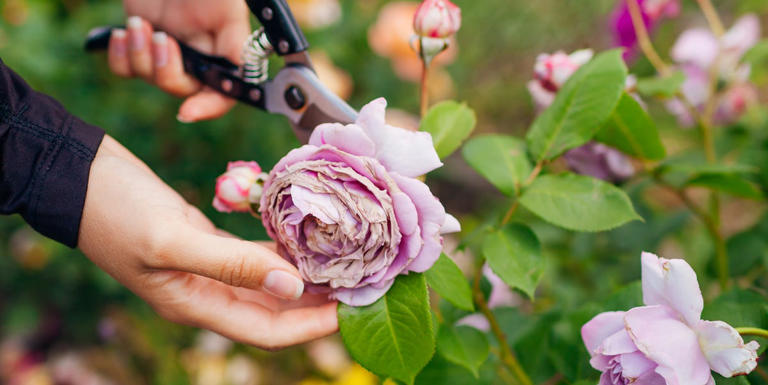 Árboles de flores rojas: guía completa para elegir, cuidar y disfrutar ...