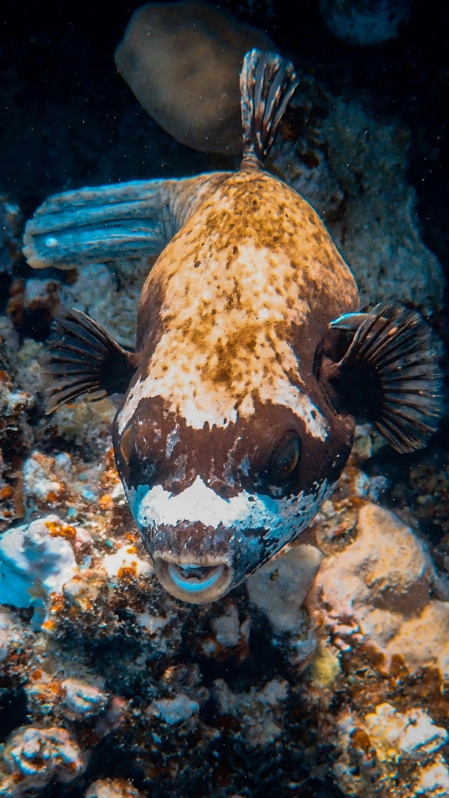 6 dangerous but beautiful animals