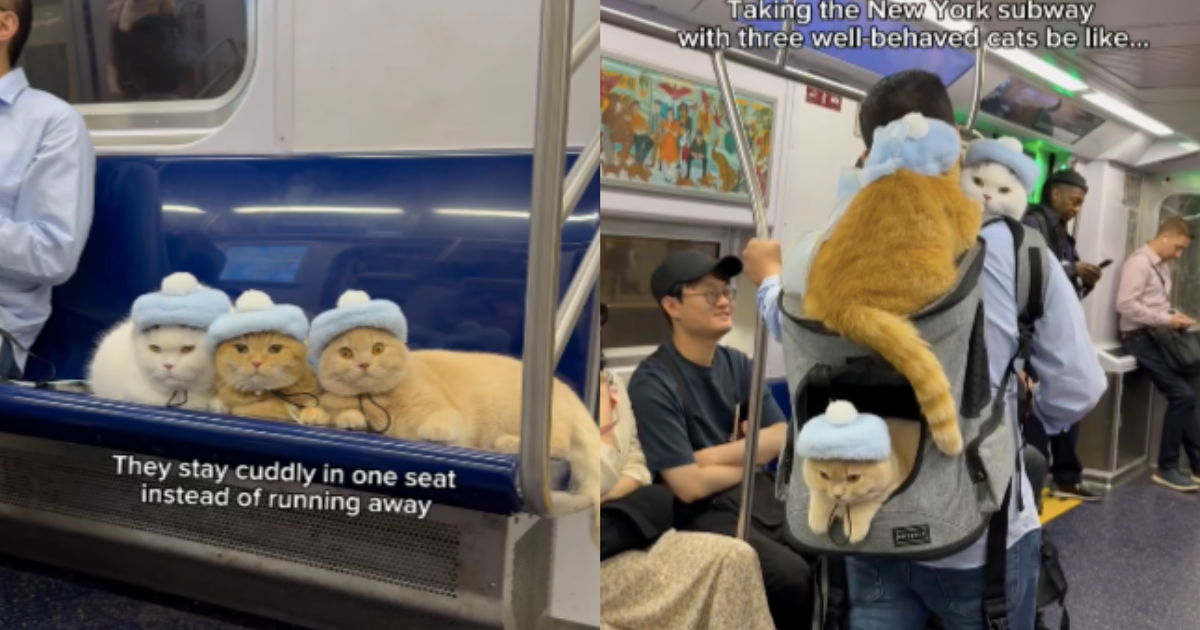 Video: Three Cats Are The Most ‘Well-behaved' On New York Subway