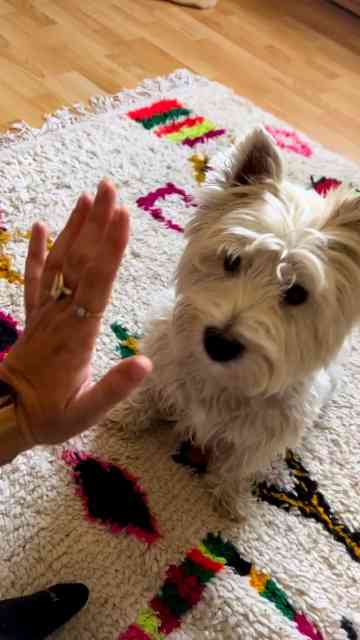 Paws, Wiggles, and Heart-Melting Looks