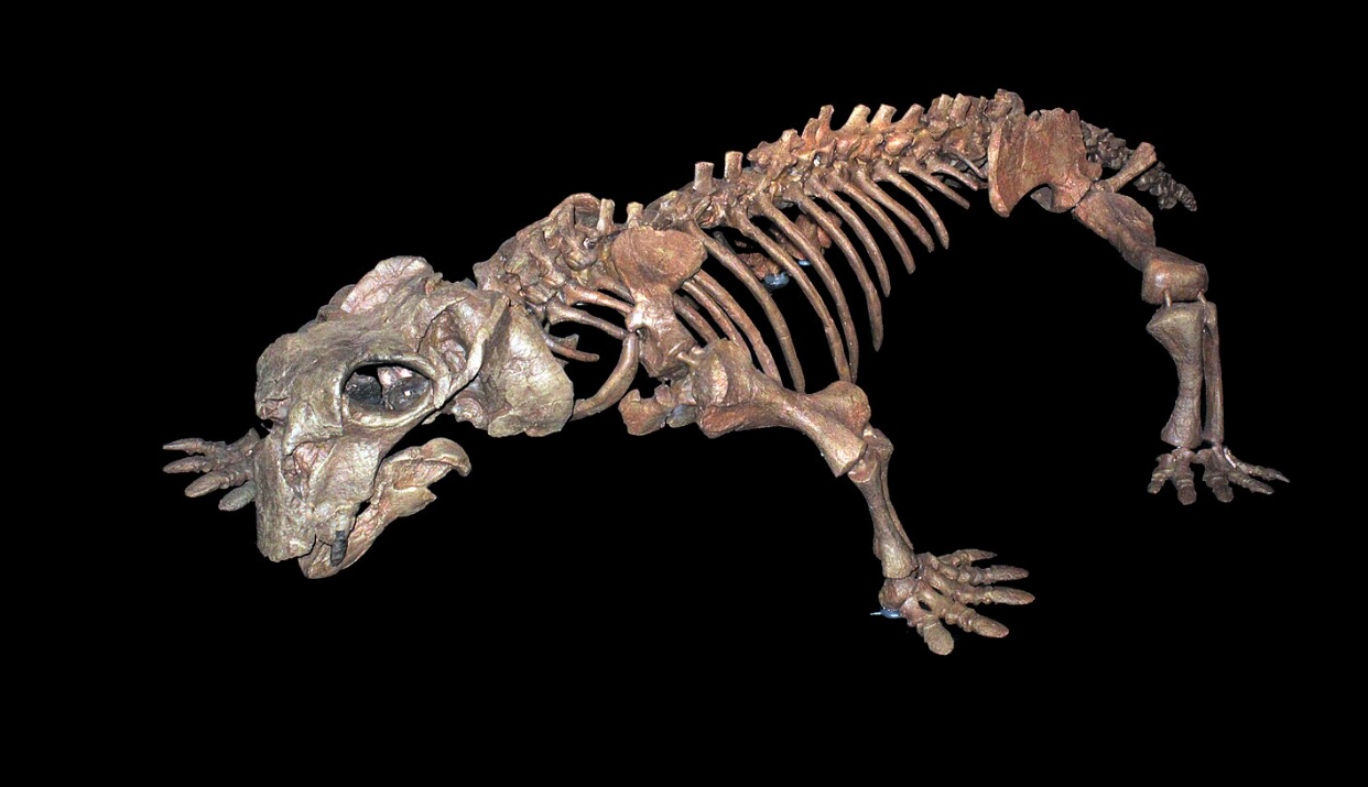 This 250-million year old pig-like creature was hibernating long before ...