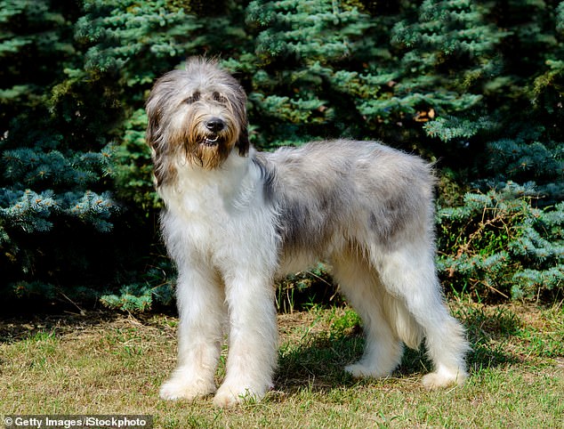 Revealed: The UK's most expensive dog breed that costs £16,000 to own