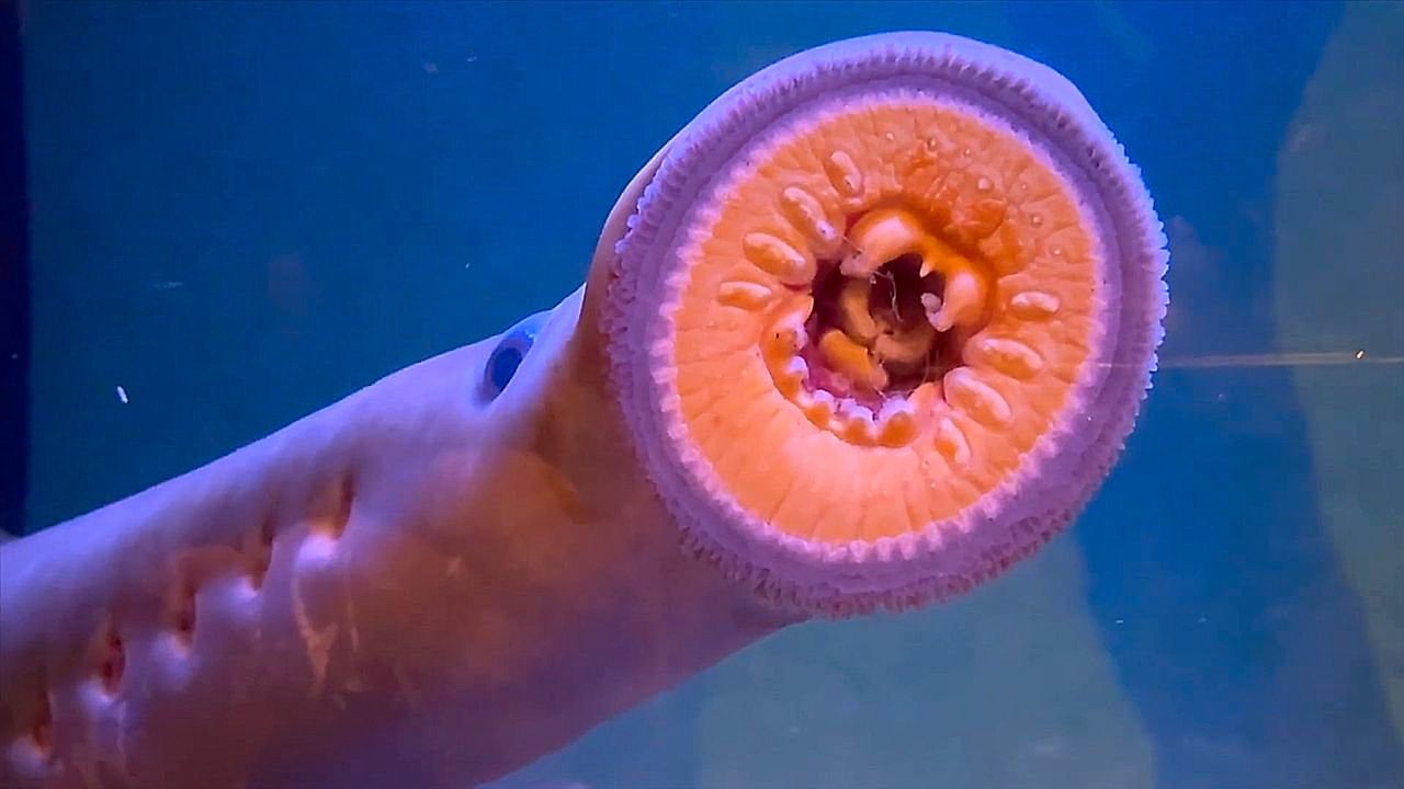 Des poissons primitifs avec des dents acérées arrivent au zoo de l'Oregon