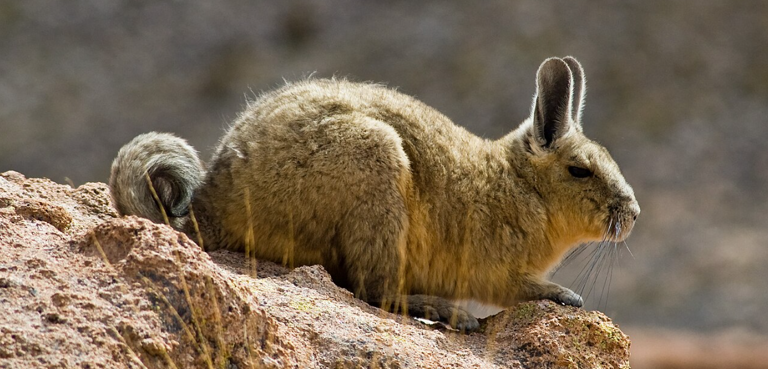 Meet the adorable animal that looks permanently tired and bored