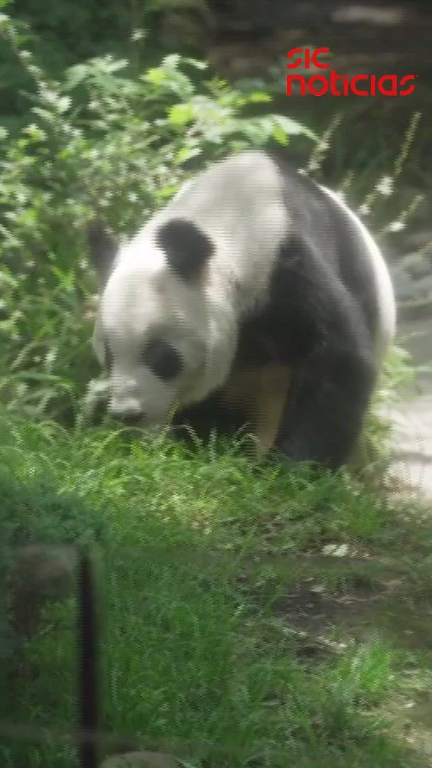 Panda gigante celebra 35 anos em Zoo no México