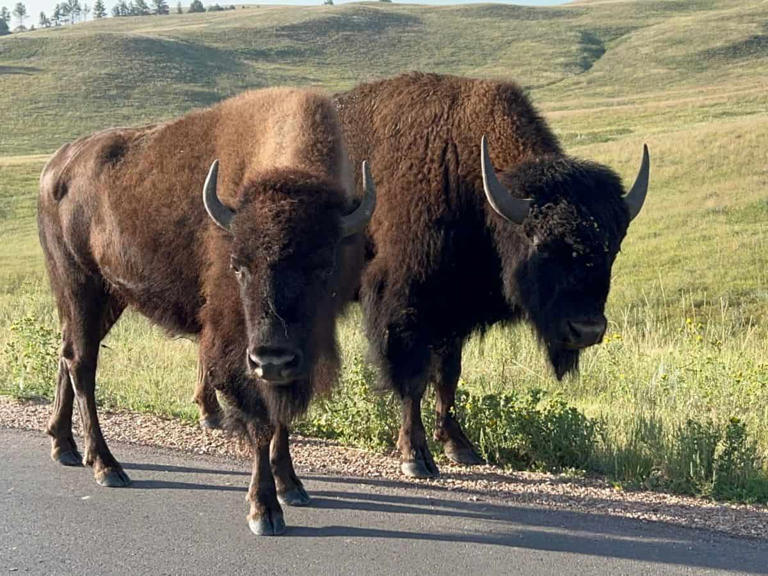 Where to See Bison in U.S. National Parks