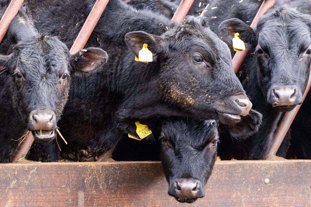 First case of highly infectious viral disease detected on French cattle ...