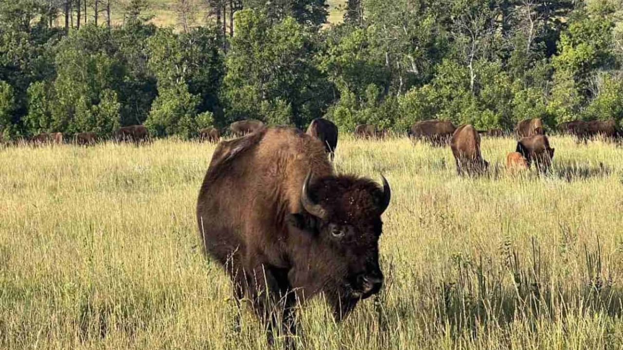 Where to See Bison in U.S. National Parks