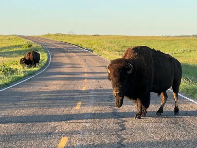 Where to See Bison in U.S. National Parks