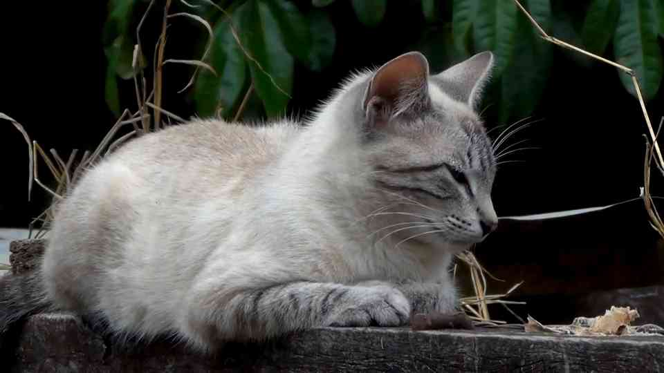 Busting 7 Common Myths About Cats and Laziness