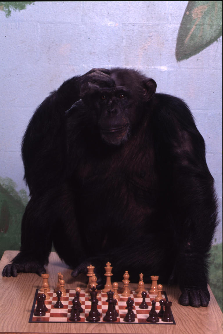 Which animals can count and understand simple math?