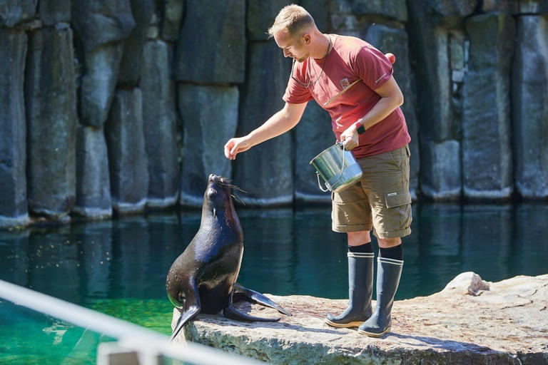 Zoo Praha má nového samce lachtana, Oslo z Belgie ukončil linii ...