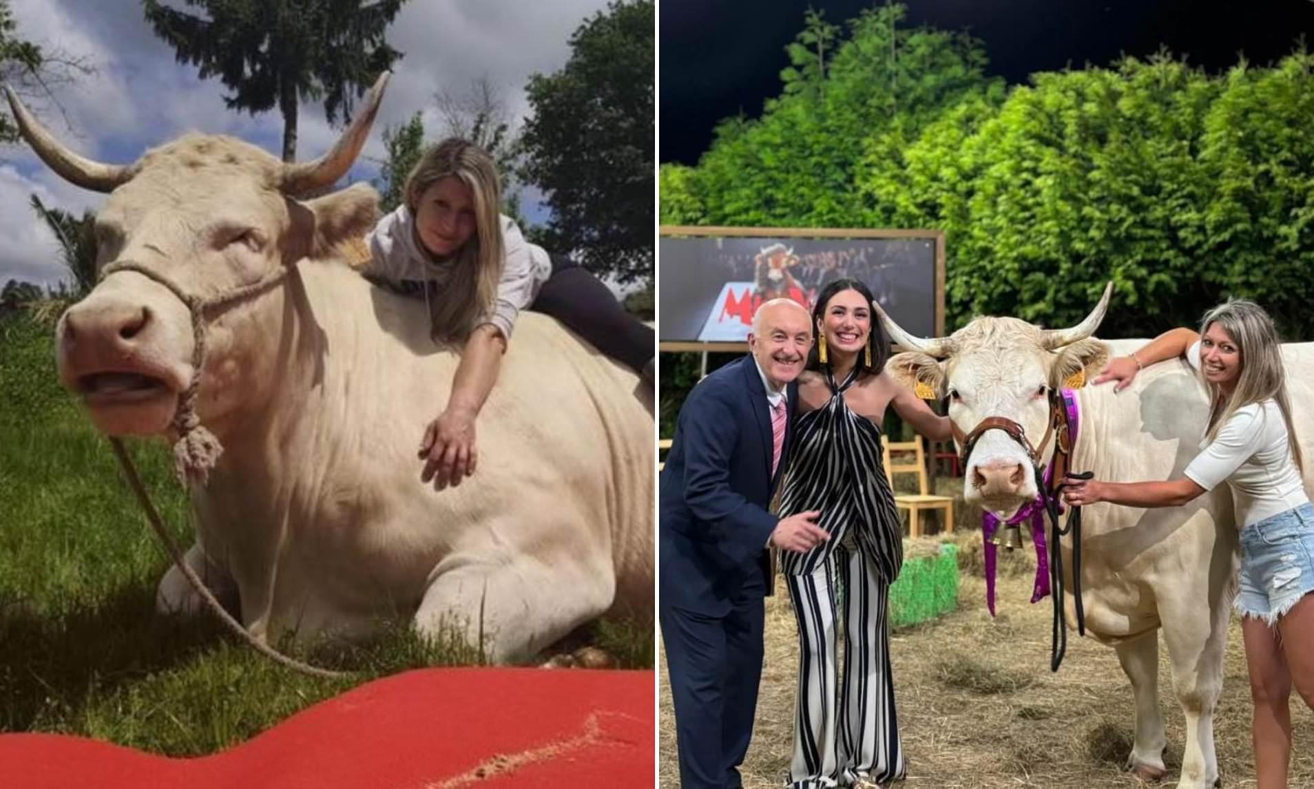 Cow wins Spanish beauty pageant for its 'comely horns and charming ...