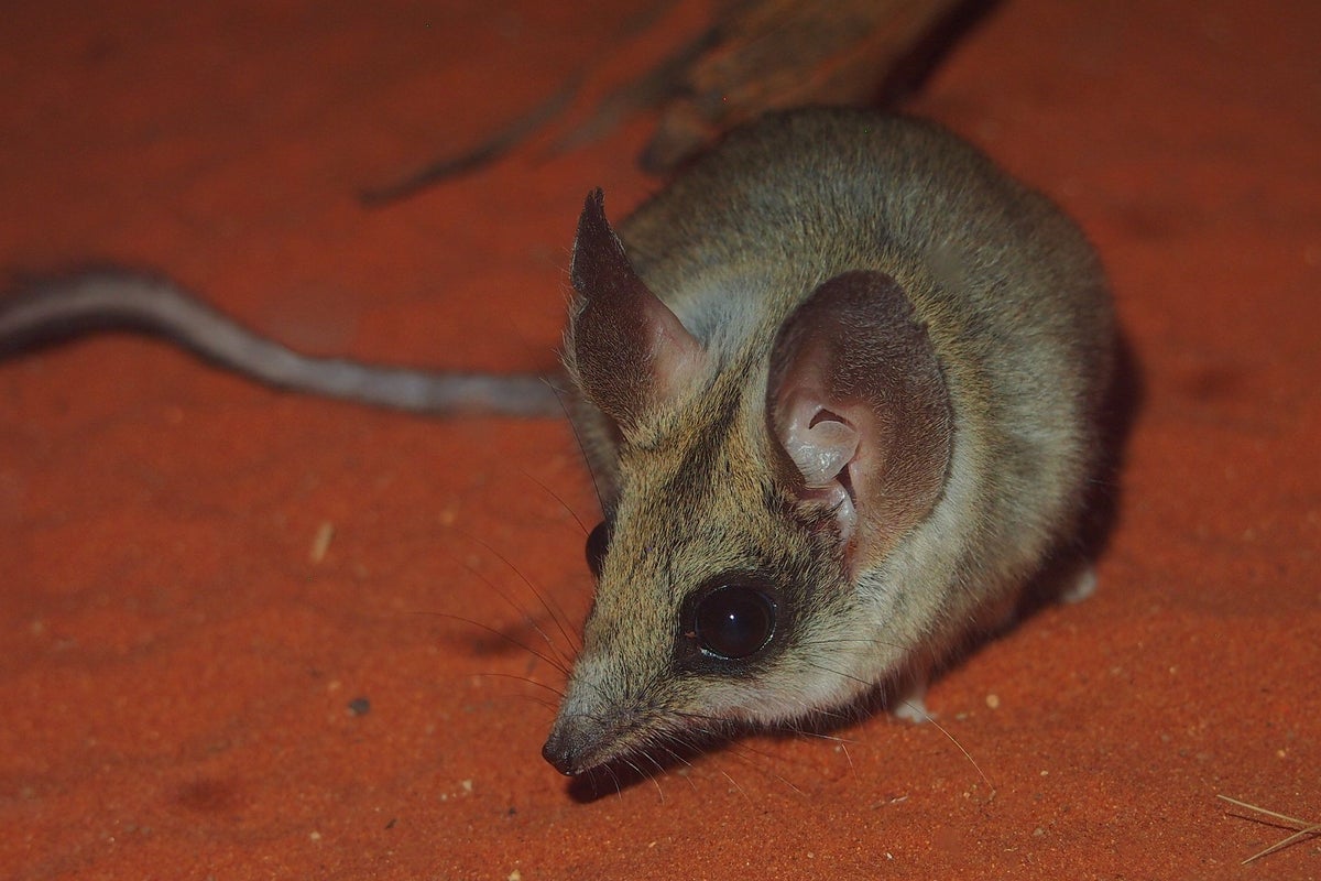 Researchers discover two new species after genetic testing