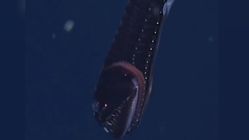 Dragonfish, Ikan Laut Dalam yang Bisa Menyala di Kegelapan Samudera
