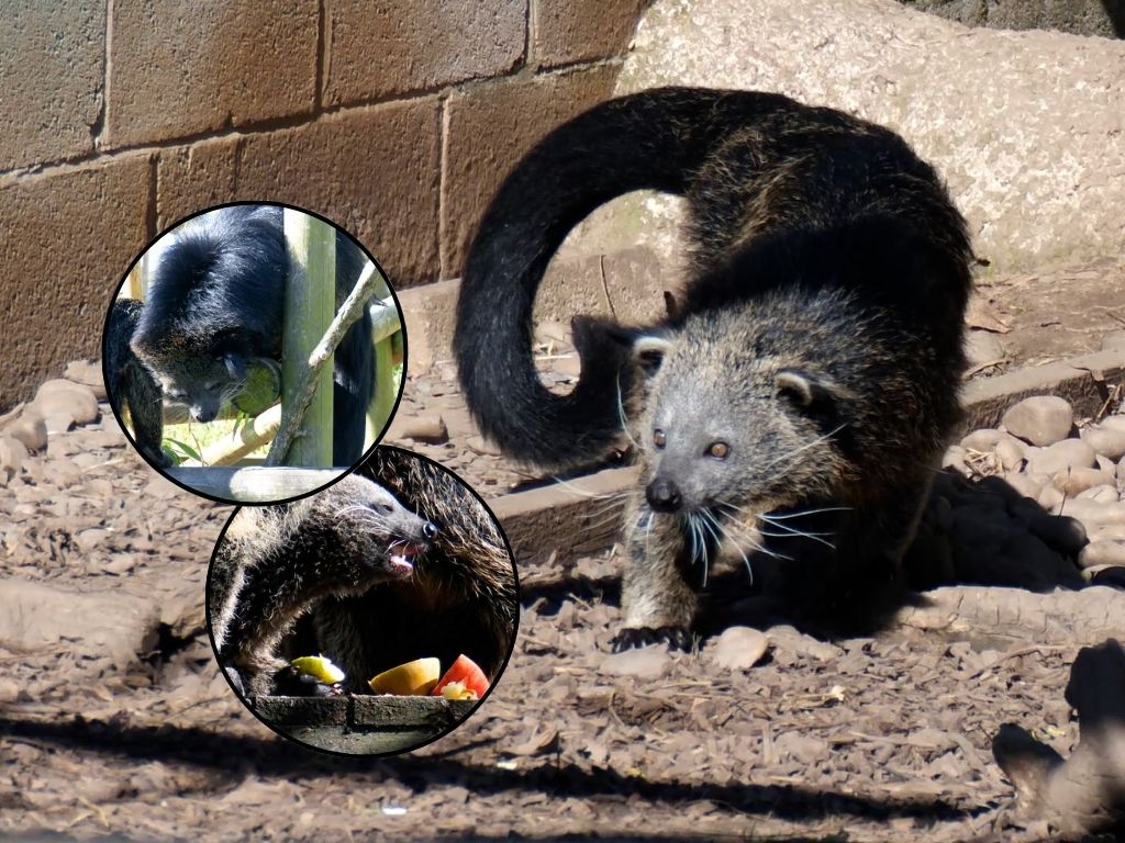 Super-cute family of endangered Binturong bearcats sunbathe at Wild ...