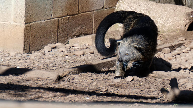 Super-cute family of endangered Binturong bearcats sunbathe at Wild ...