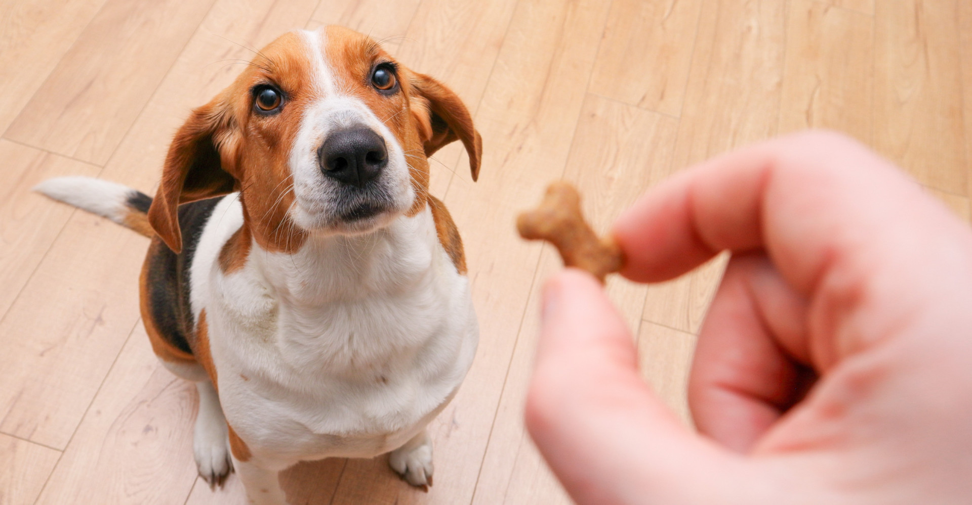 Common misconceptions about dogs, debunked