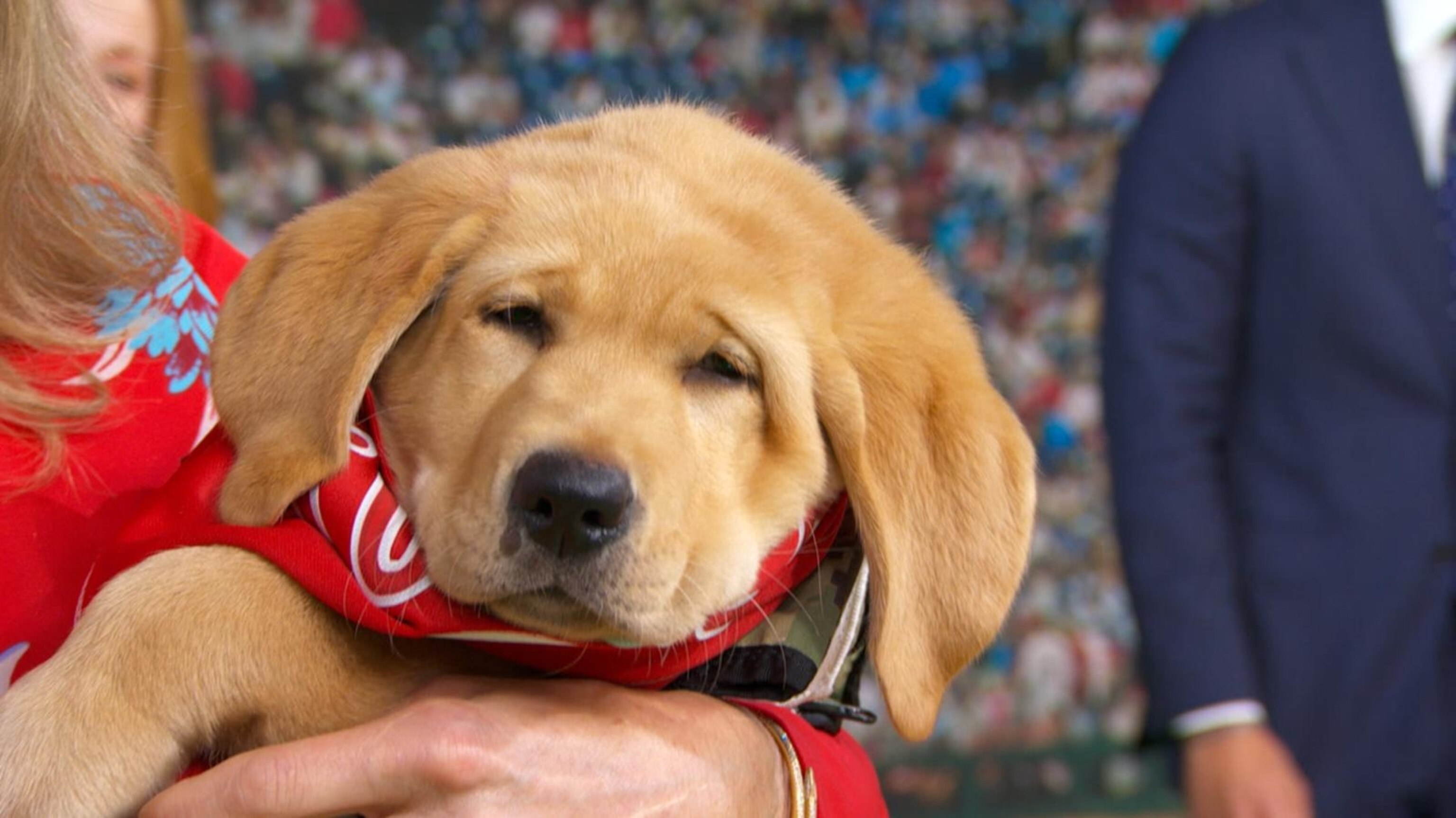 Phillies introduce new furry addition to roster