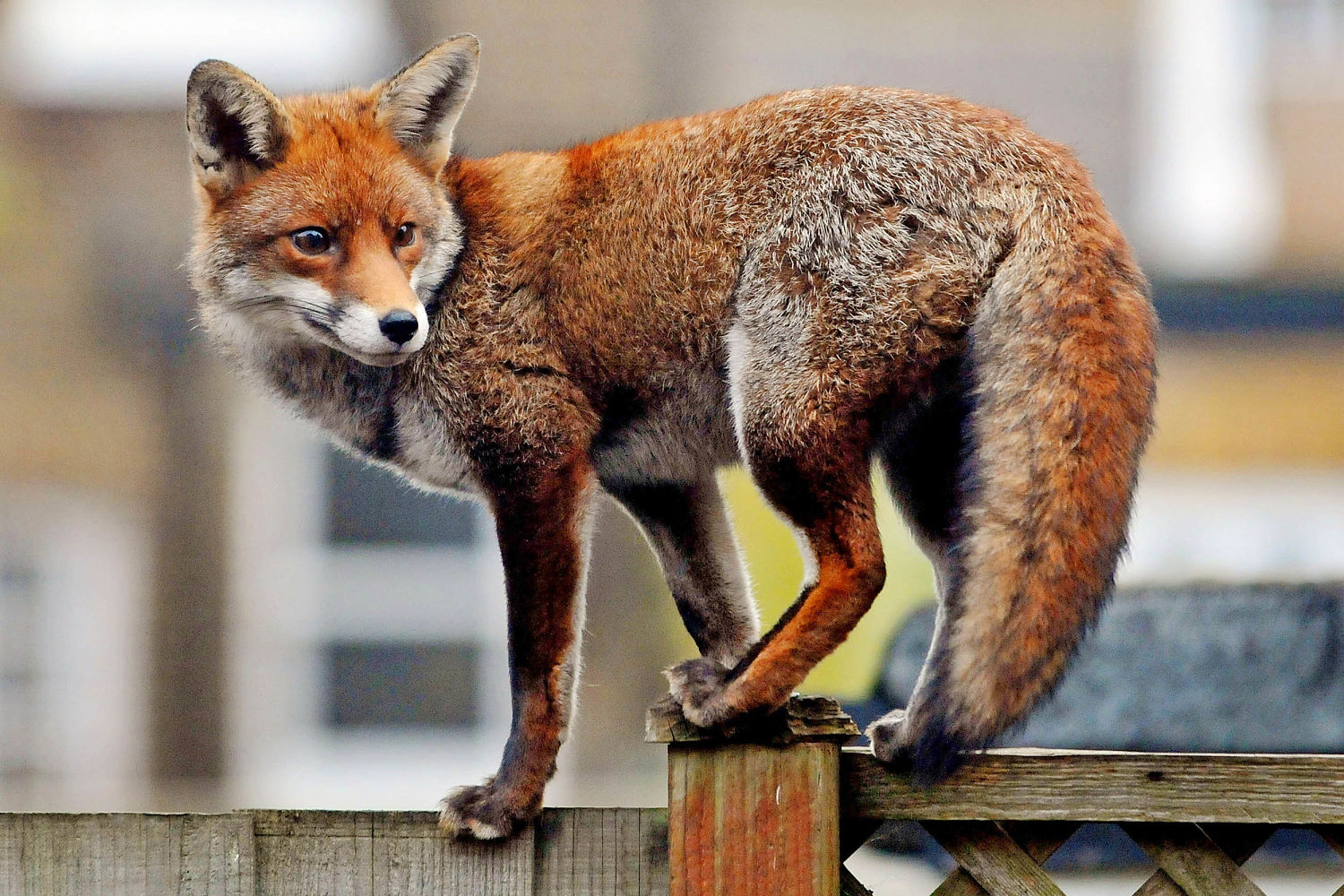 Outfoxed: Furry visitors slip into Google's new unfinished London ...