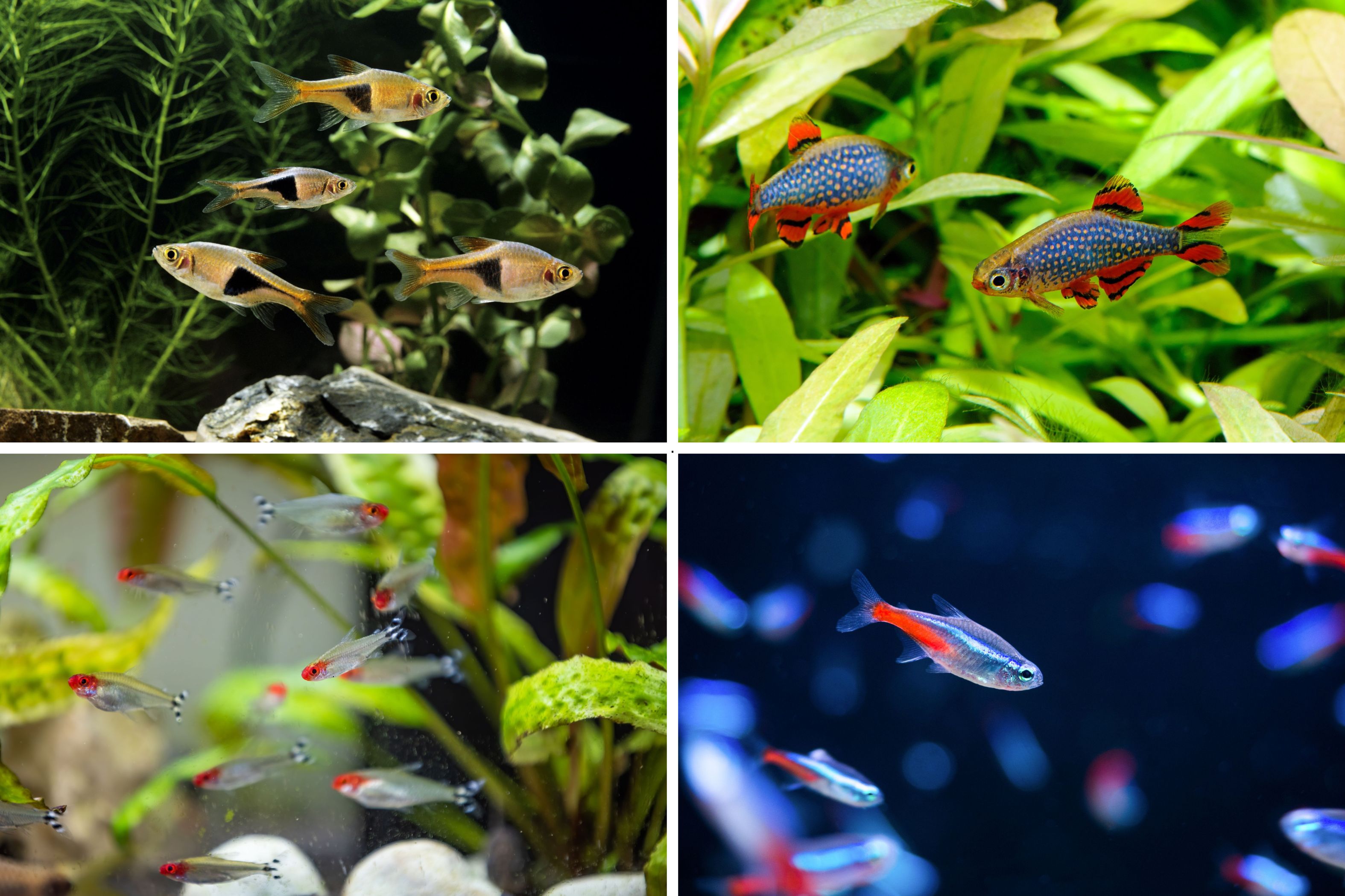 Tropical Fish for Community Tanks 2025: Here are 17 of the friendliest ...