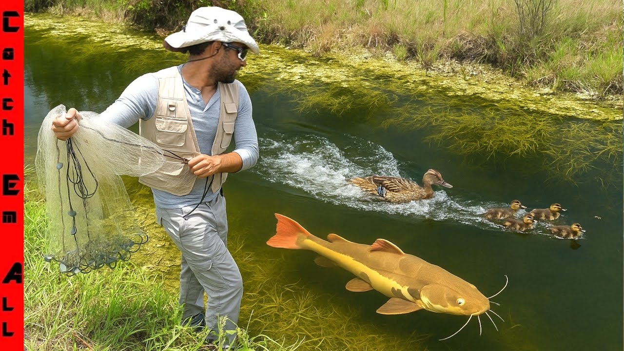 We FOUND a MASSIVE WILD Exotic CATFISH in CRYSTAL CLEAR WATER!