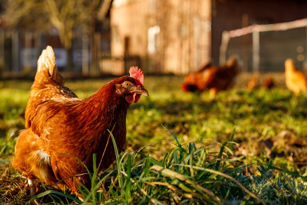 Experts Warn: These Parts of the Chicken You Should Never Eat