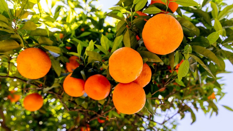 This State Produces The Most Oranges (And It's Not Florida)