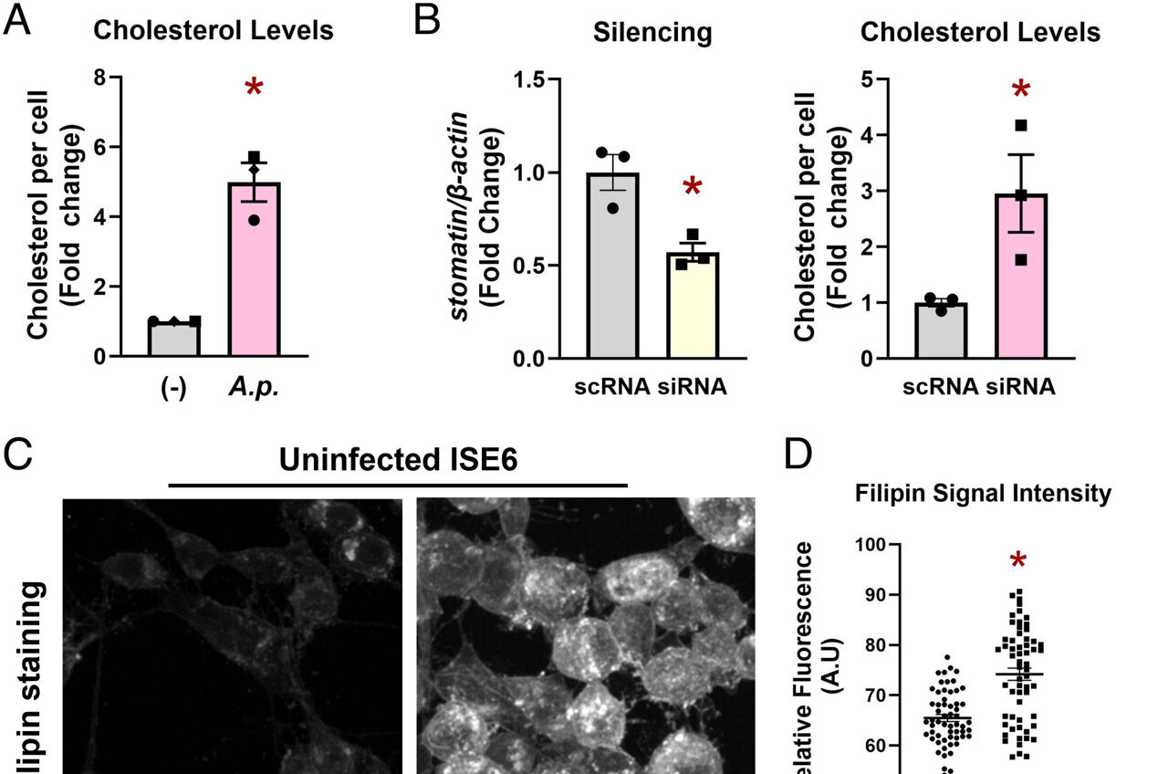 Bacteria hijack tick cell defenses to spread disease, study shows