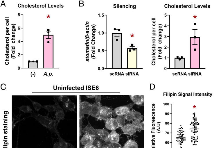 Bacteria hijack tick cell defenses to spread disease, study shows