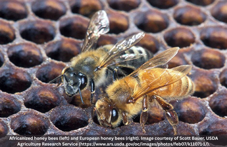 Africanized Honeybees found in Alabama