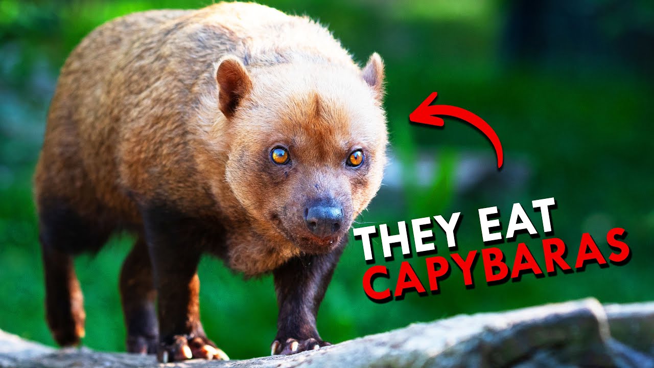 The Bush Dog Is So Rare, They Thought It Was Extinct