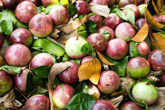 ¿Qué es el caimito? La fruta que puede ayudarte a prevenir la diabetes