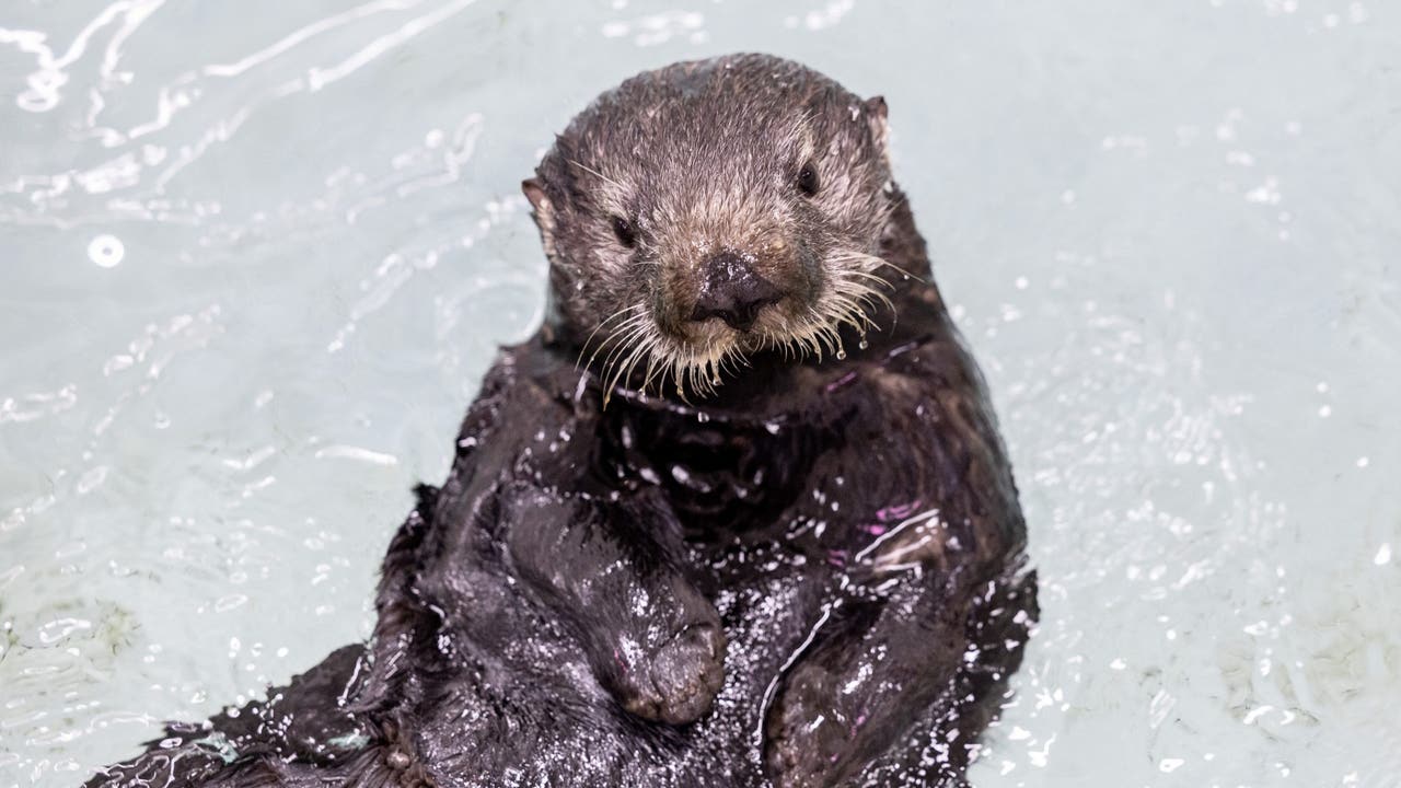 Shedd Aquarium's newest rescued sea otter gets a name
