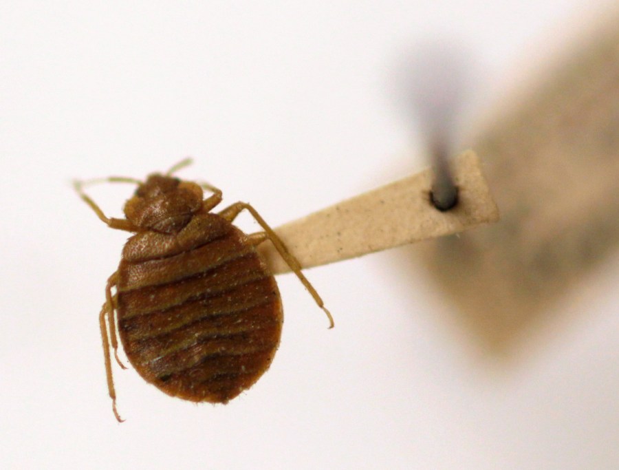 Richmond ranks 28th amongst cities with bed bug infestation issues