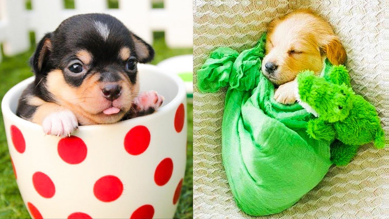 This Puppy Acts Strange but Is Naturally Hilarious | Funny Animal Video