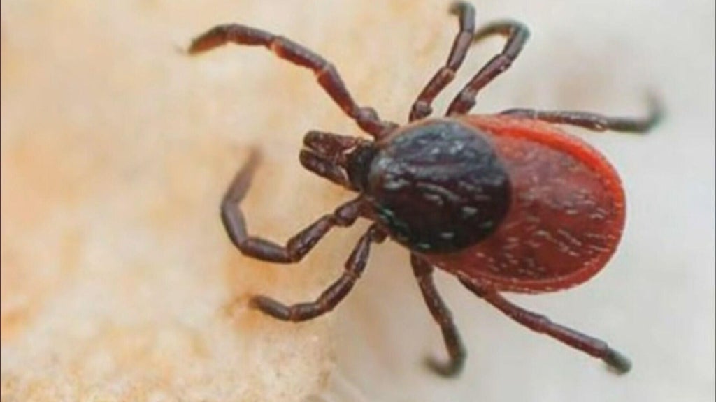 With hotter weather looming, Michigan officials warn to be on tick alert
